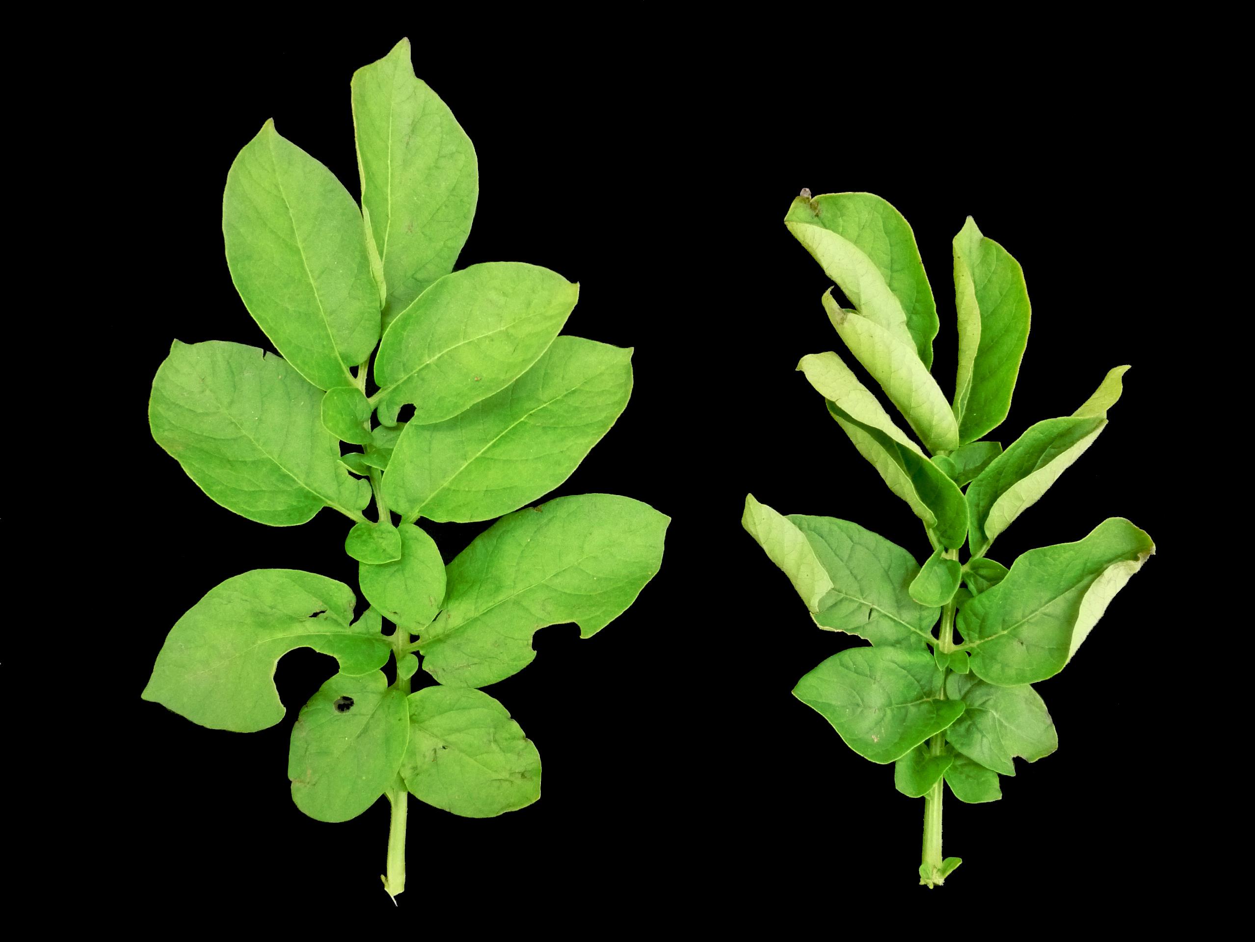 IRIIS phytoprotection - Fiche technique, Virus de l'enroulement de la ...