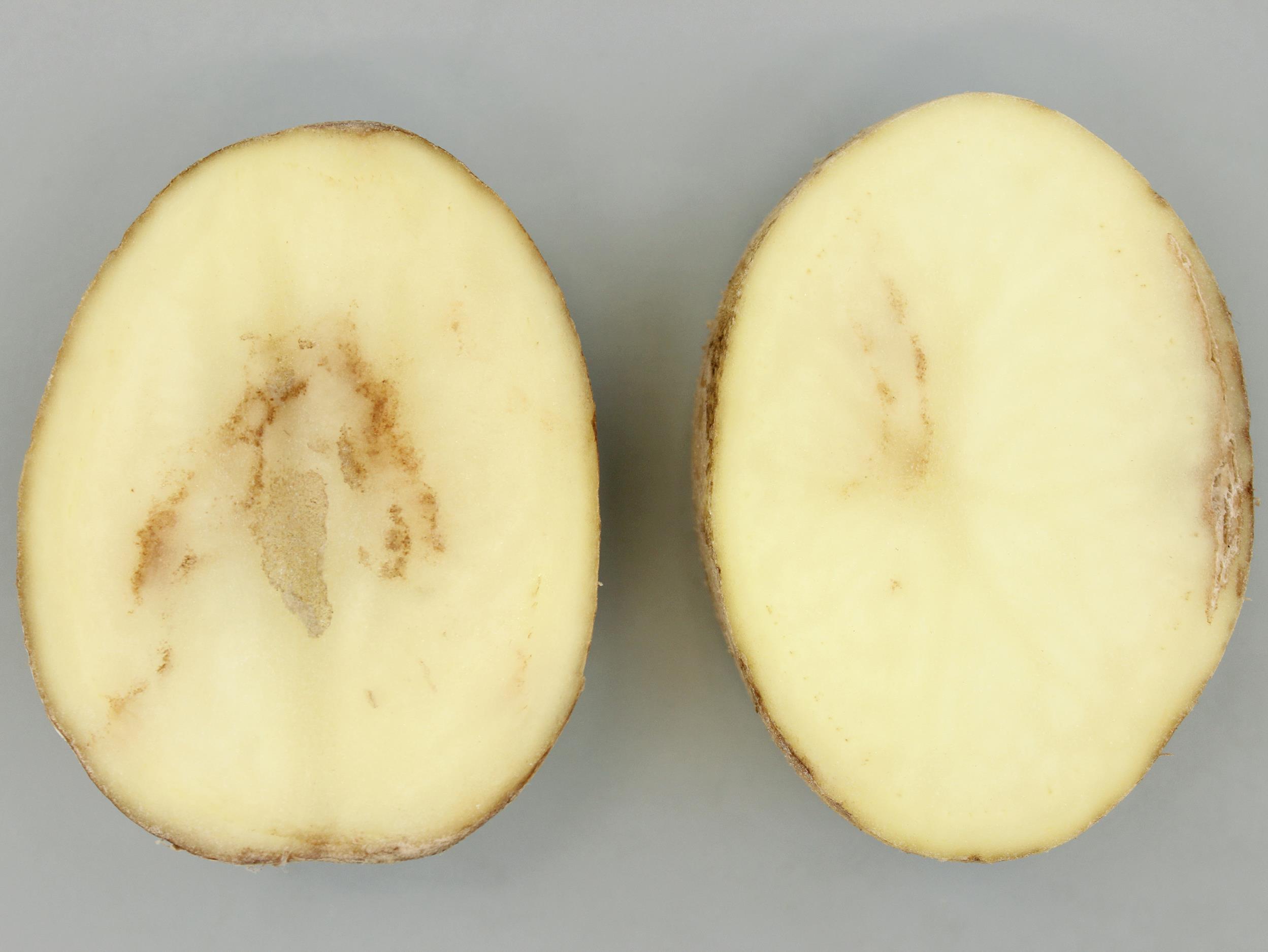 IRIIS phytoprotection - Fiche technique, Virus du sommet touffu de la ...