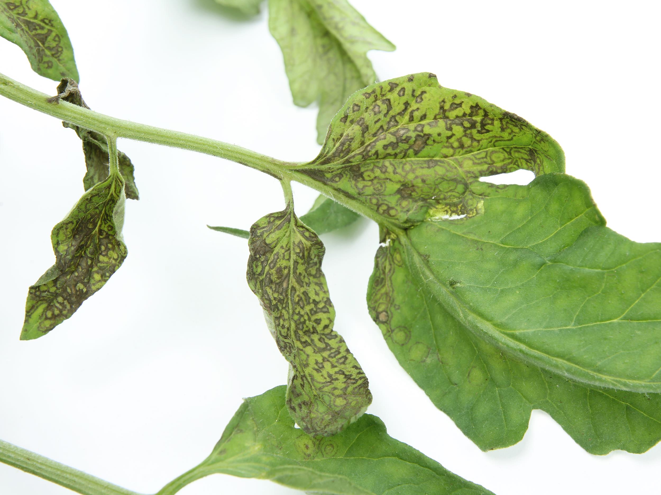 IRIIS phytoprotection - Fiche technique, Virus de la maladie bronzée de ...