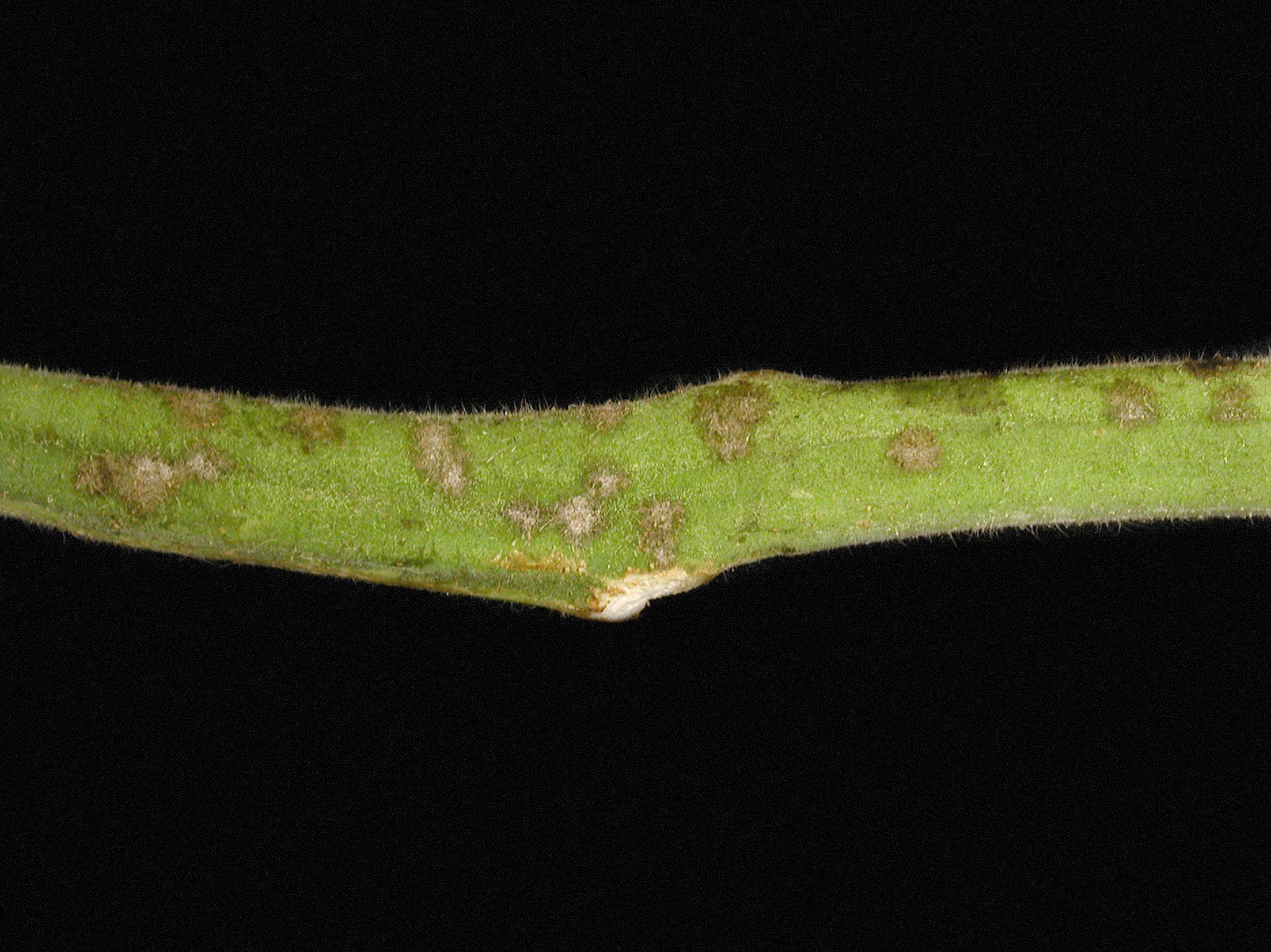 IRIIS phytoprotection - Fiche technique, Maladie Blanc (syn. Oïdium ...