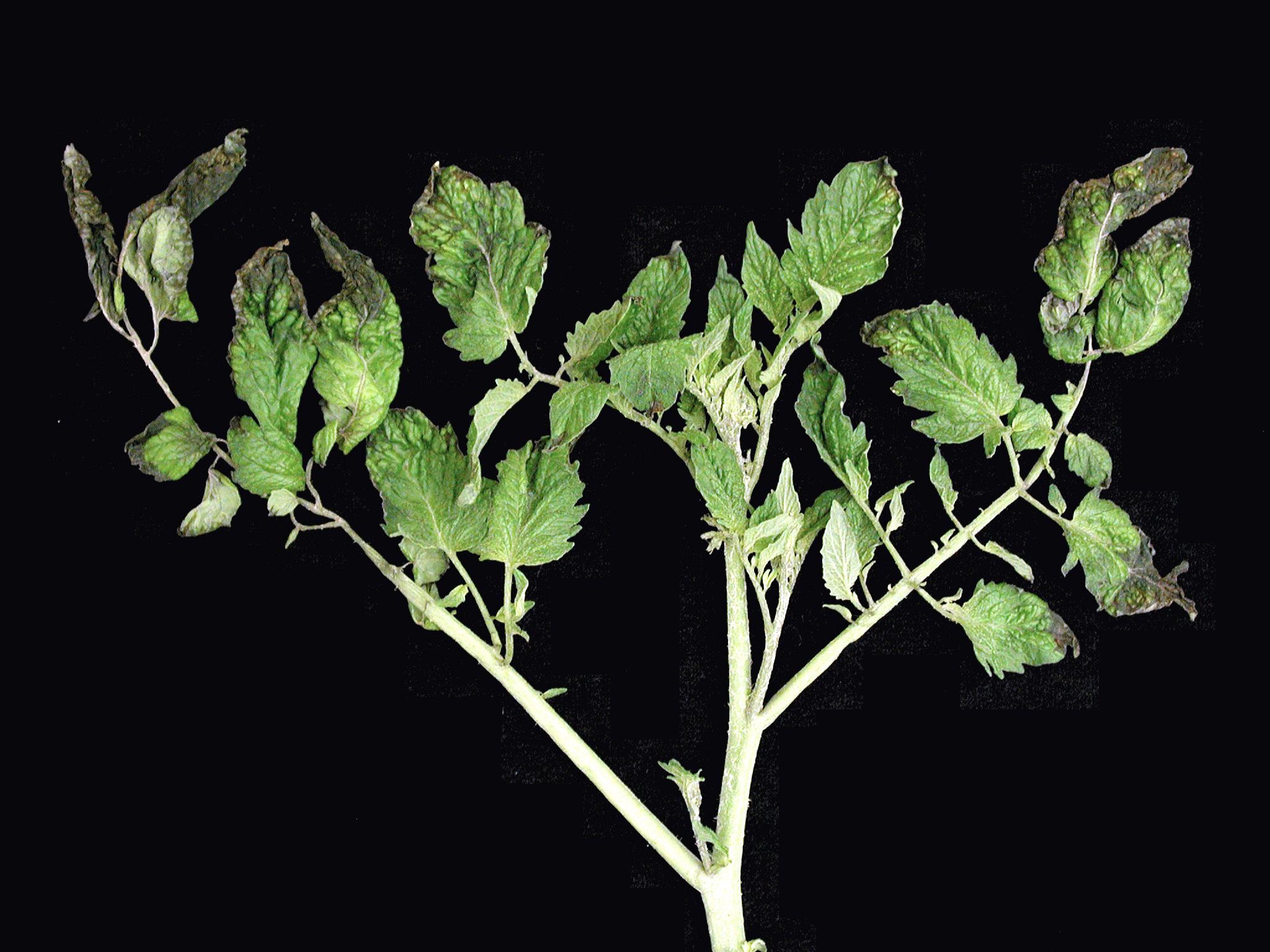 IRIIS phytoprotection - Fiche technique, Carence en calcium (Ca) - Tomate