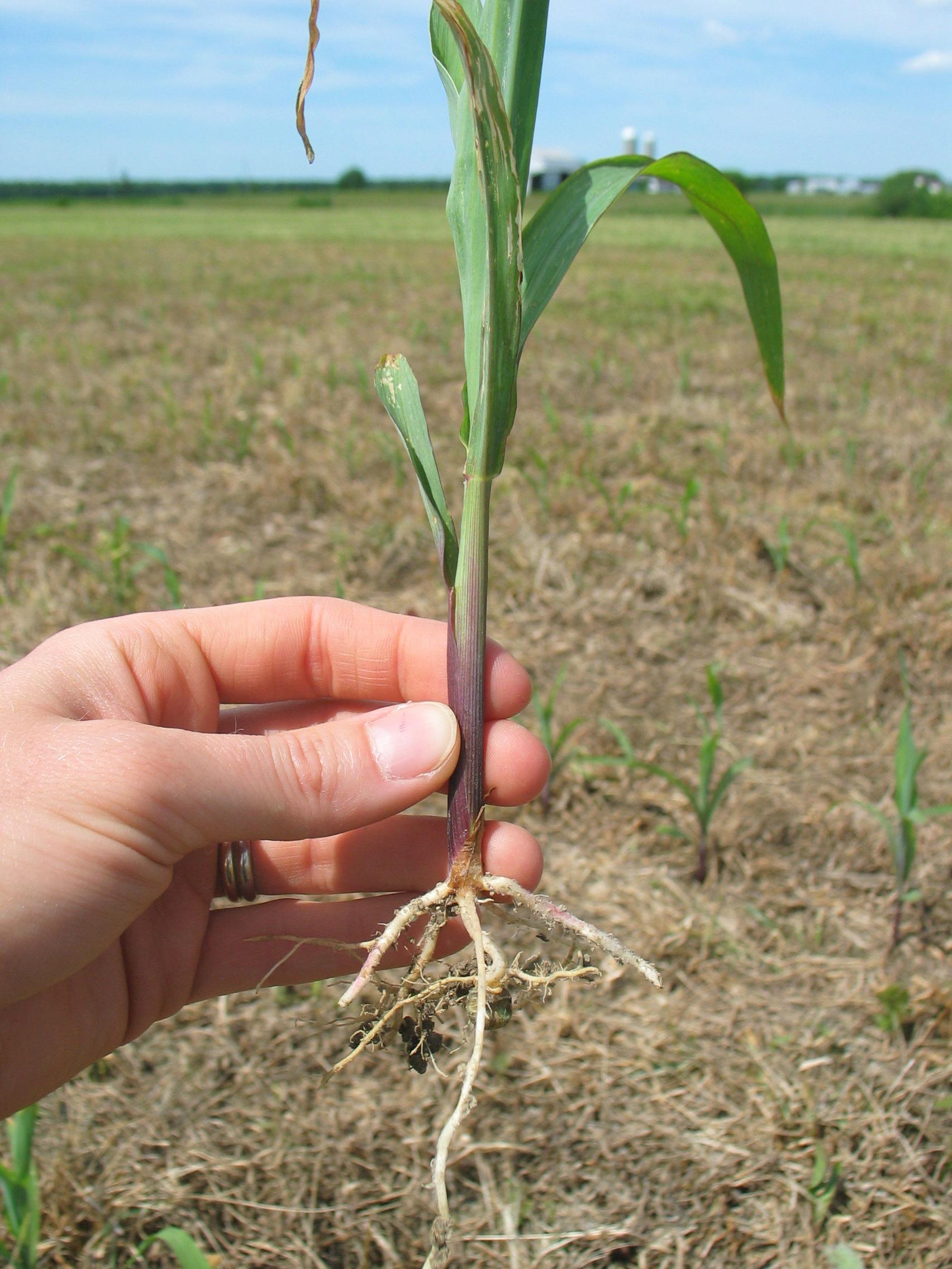 IRIIS phytoprotection - Fiche technique, Sol compact - Maïs grain et ...