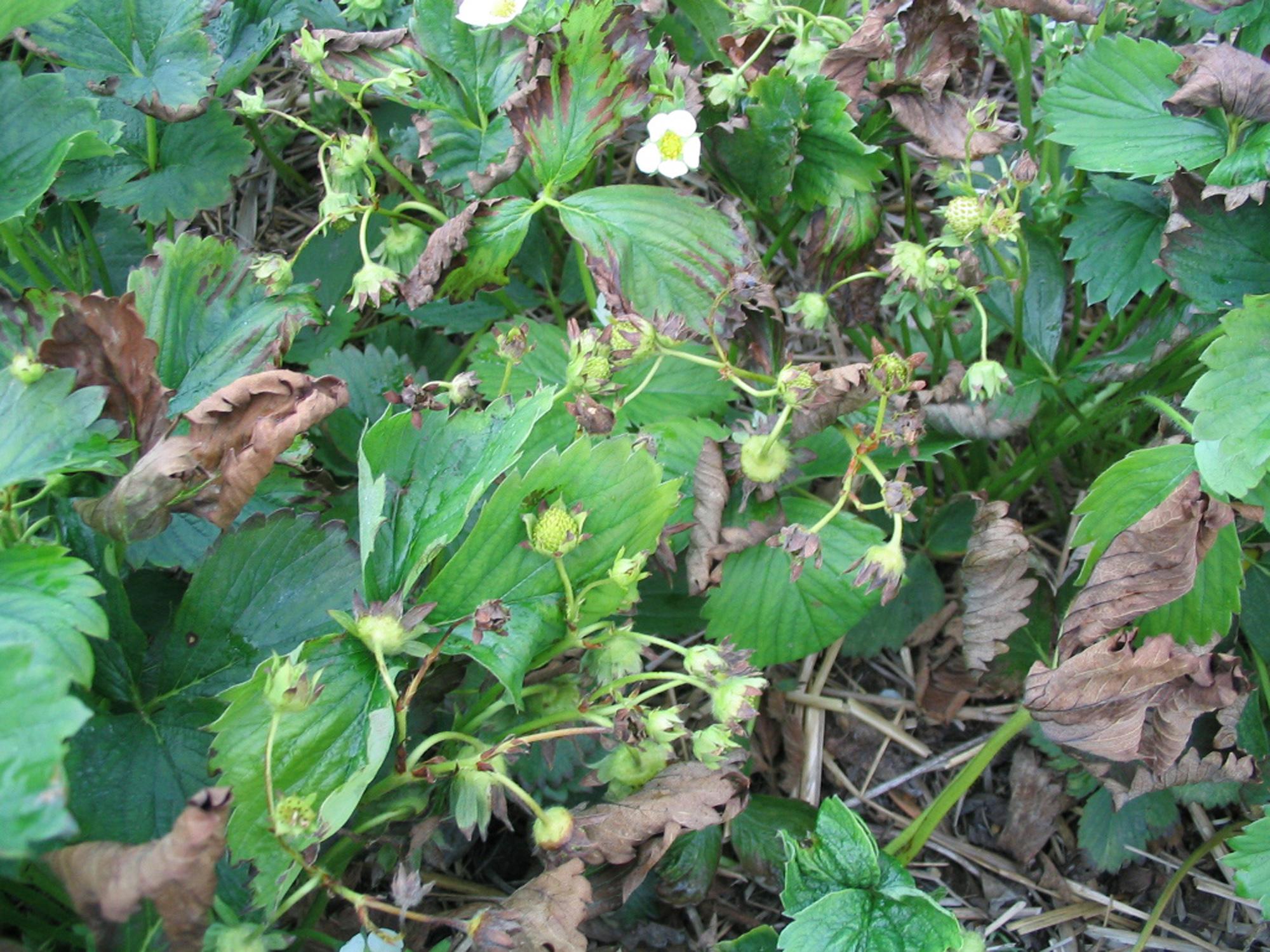 IRIIS phytoprotection - Fiche technique, Phytotoxicité - Herbicide du ...