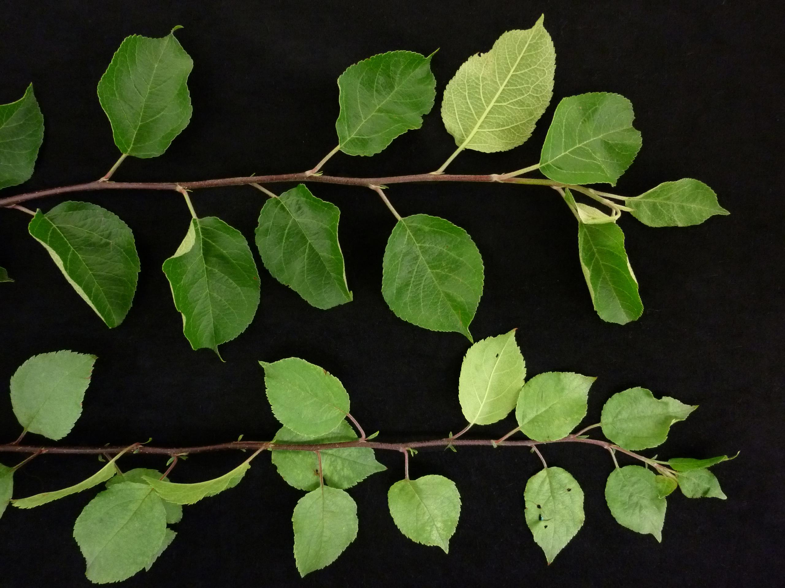 IRIIS phytoprotection - Fiche technique, Maladie Maladie du plomb - Pomme