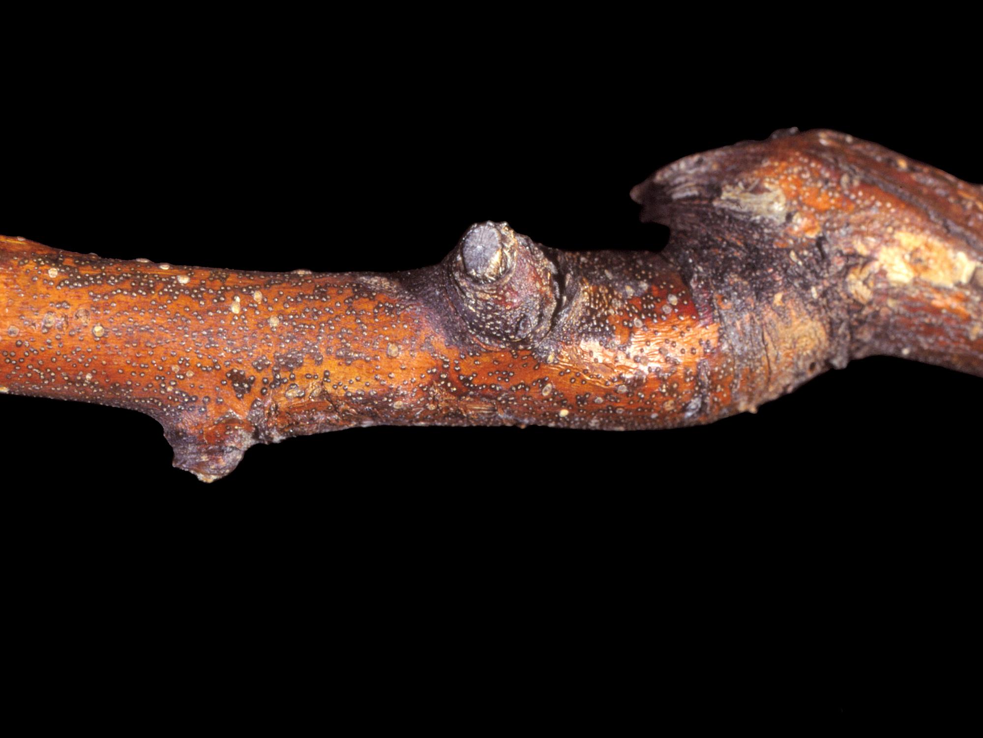 IRIIS phytoprotection - Fiche technique, Chancre phomopsien - Pomme