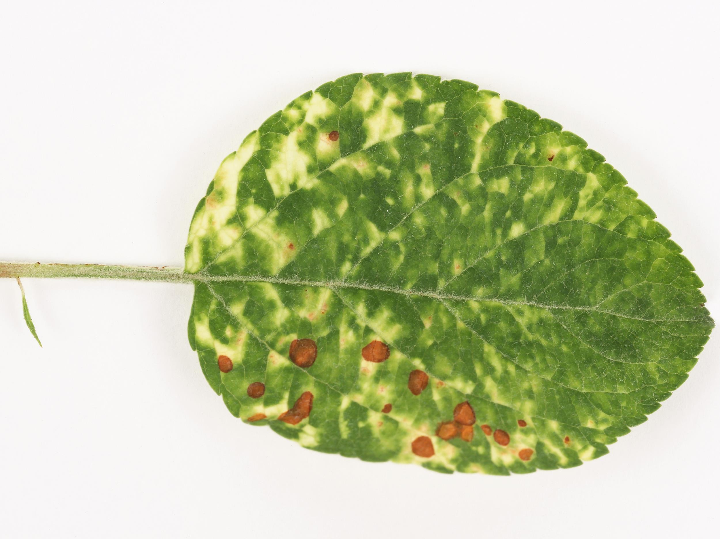 IRIIS phytoprotection - Fiche technique, Virus de la mosaïque du ...