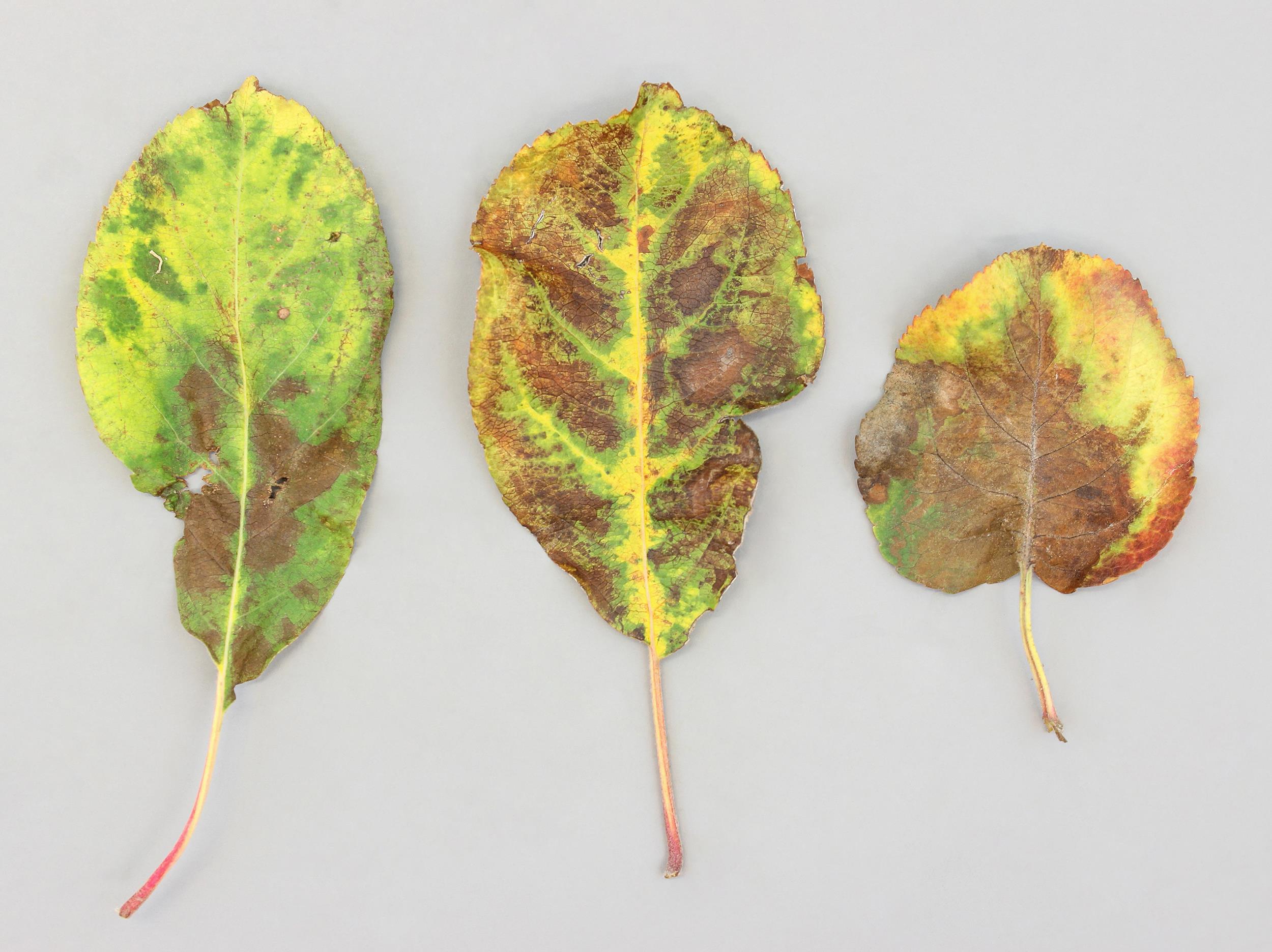 IRIIS phytoprotection - Fiche technique, Phytoplasme de la jaunisse de ...