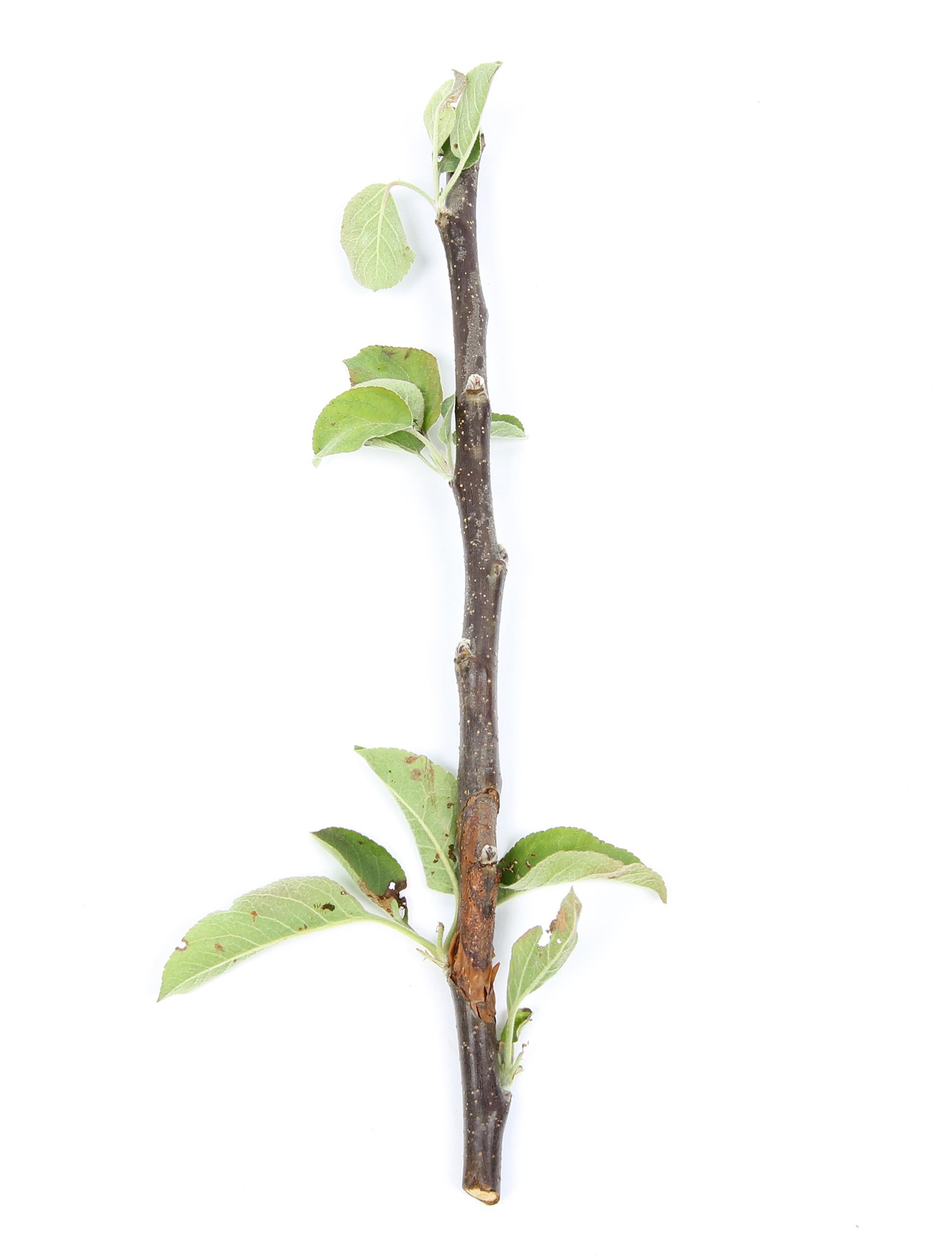 IRIIS phytoprotection - Fiche technique, Maladie Anthracnose - Pomme