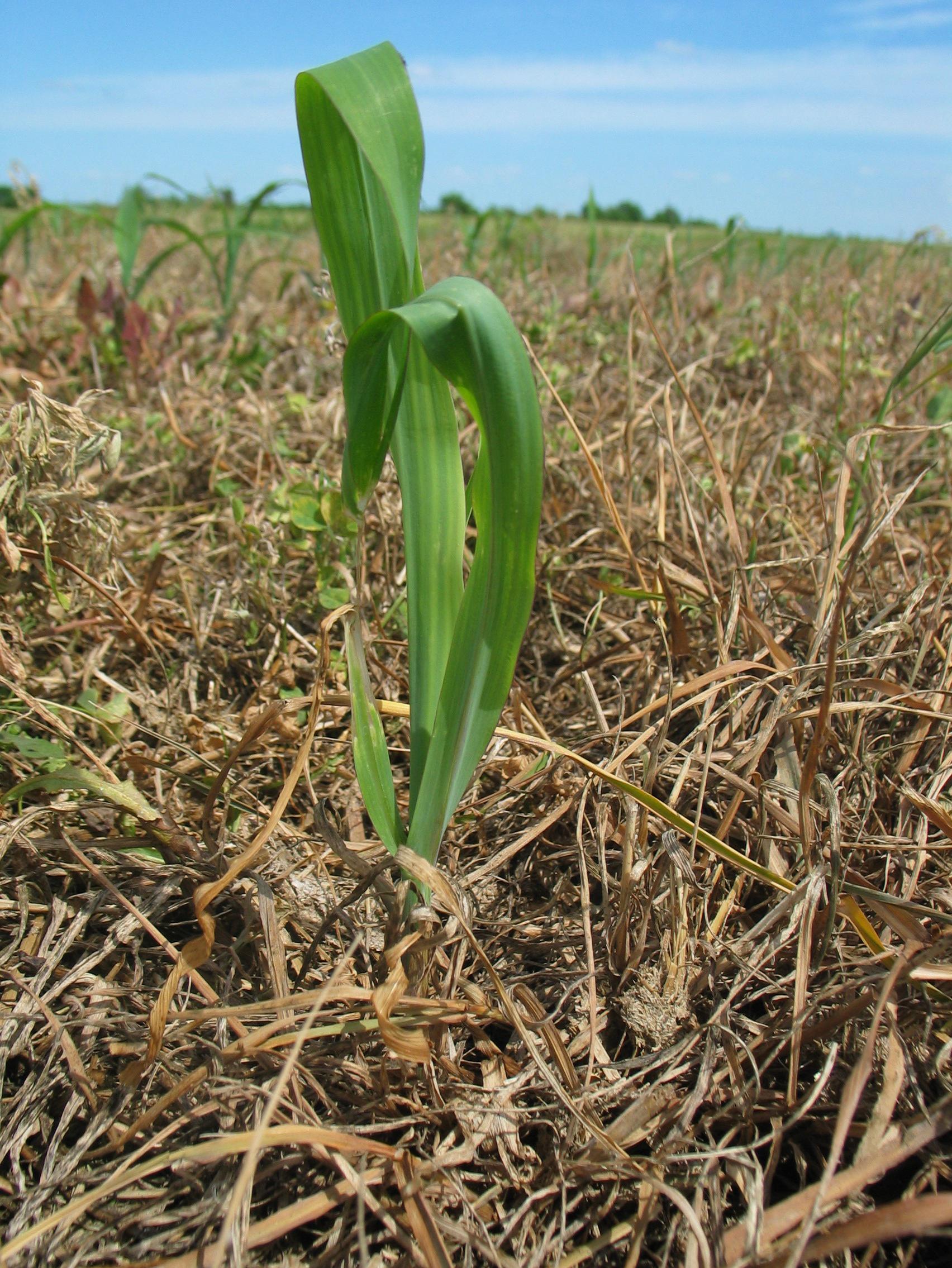 IRIIS phytoprotection - Fiche technique, Sol compact - Maïs grain et ...