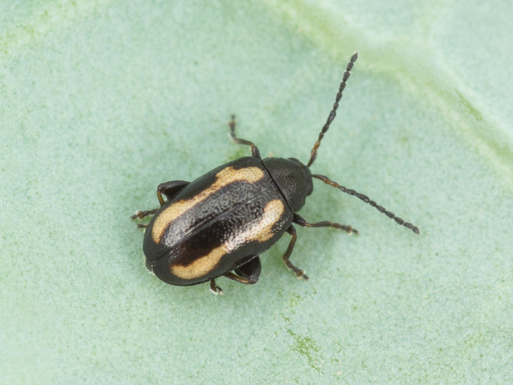 IRIIS phytoprotection - Fiche technique, Altise des navets