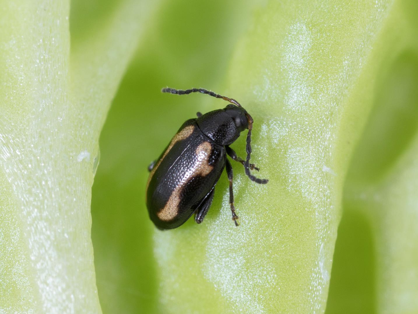 IRIIS phytoprotection - Fiche technique, Altise des navets