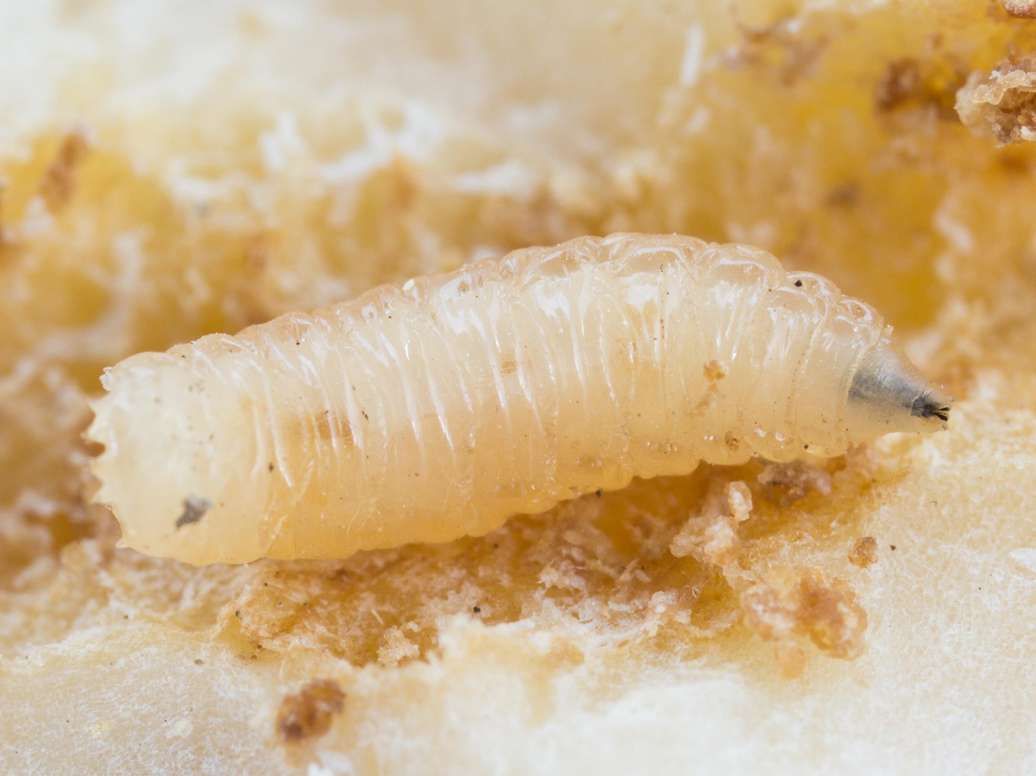 IRIIS phytoprotection - Fiche technique, Mouche du chou