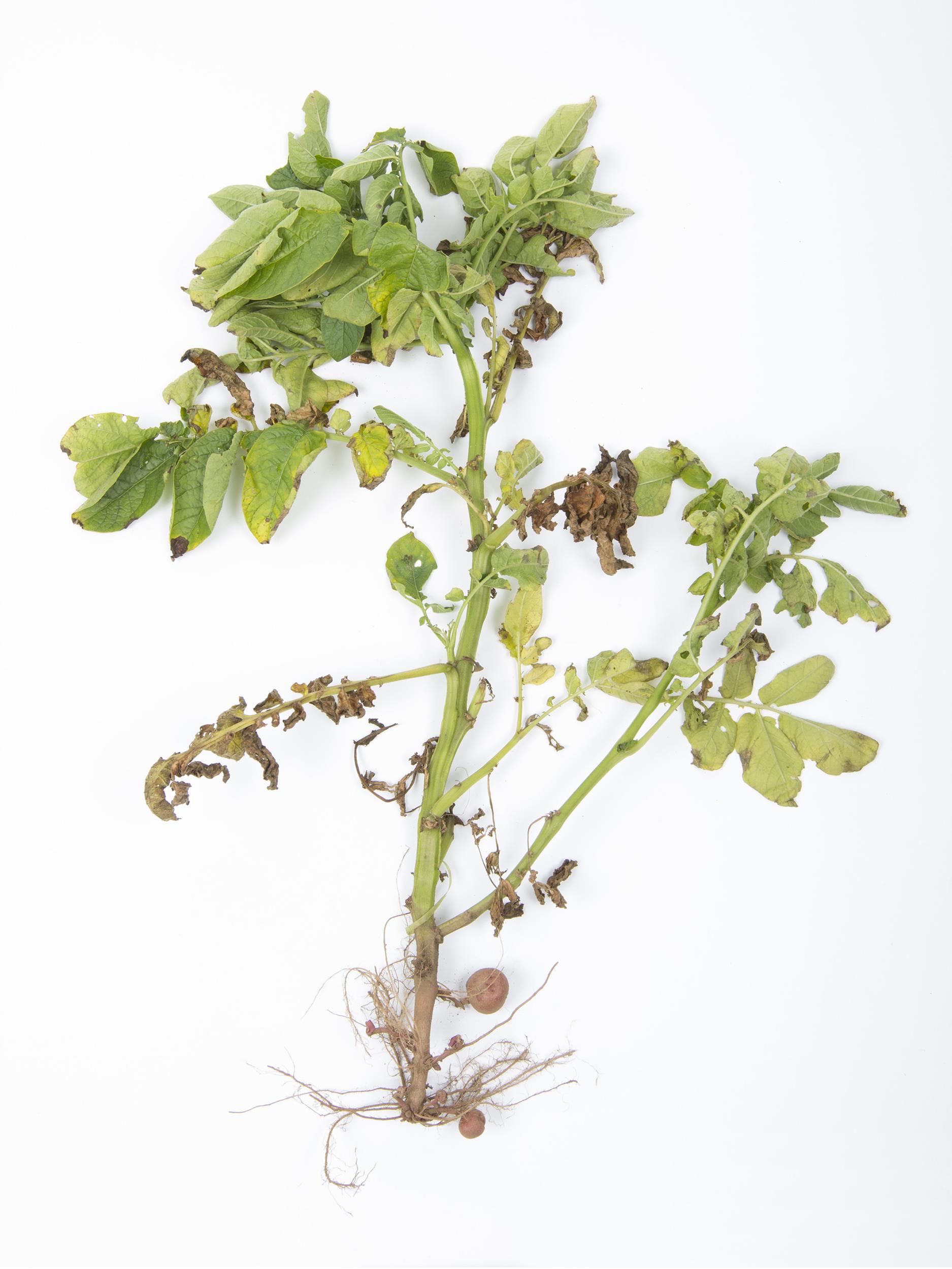 IRIIS phytoprotection - Fiche technique, Maladie Verticilliose (syn ...