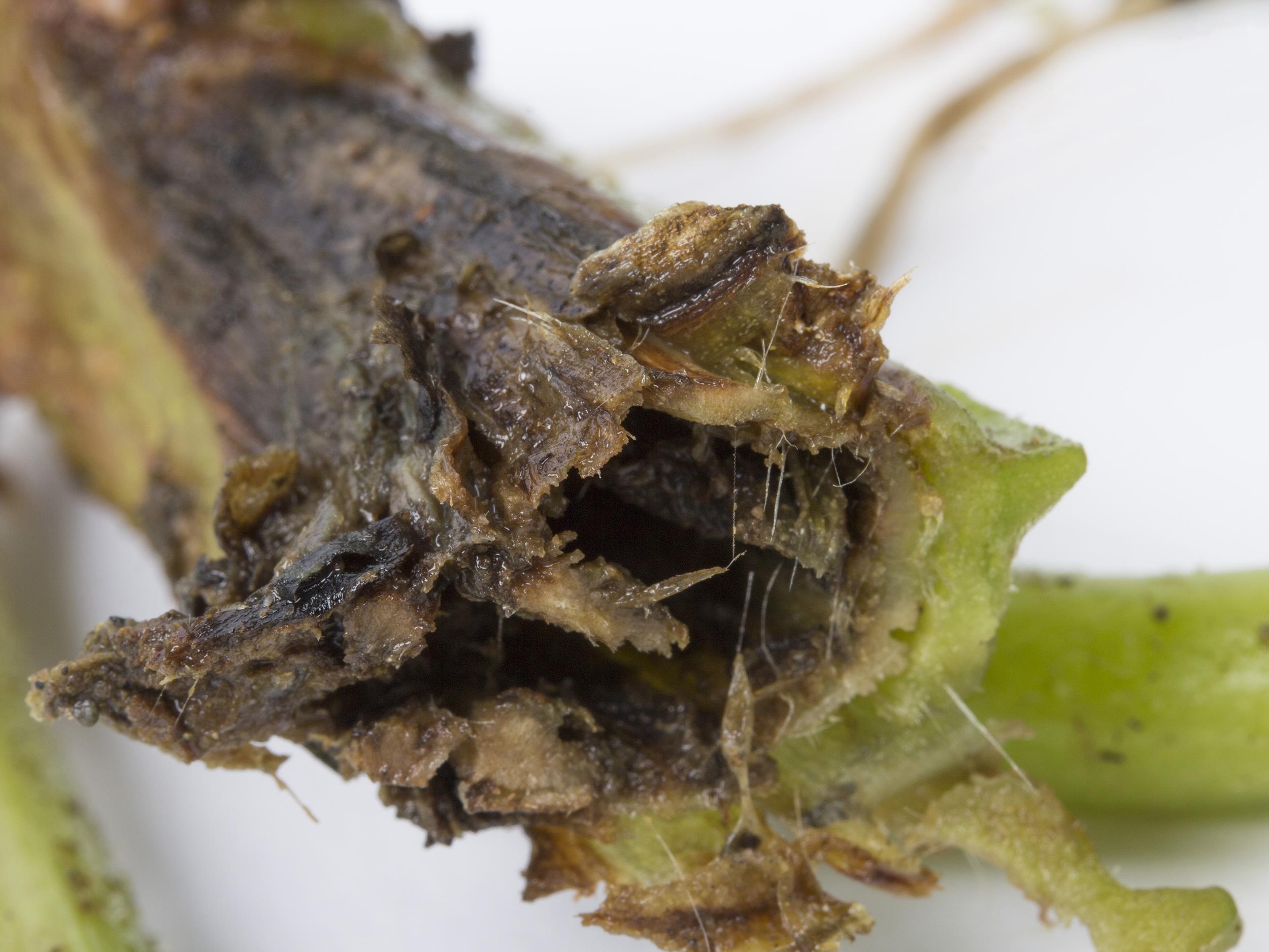 IRIIS phytoprotection - Fiche technique, Maladie Jambe noire - Pomme de ...