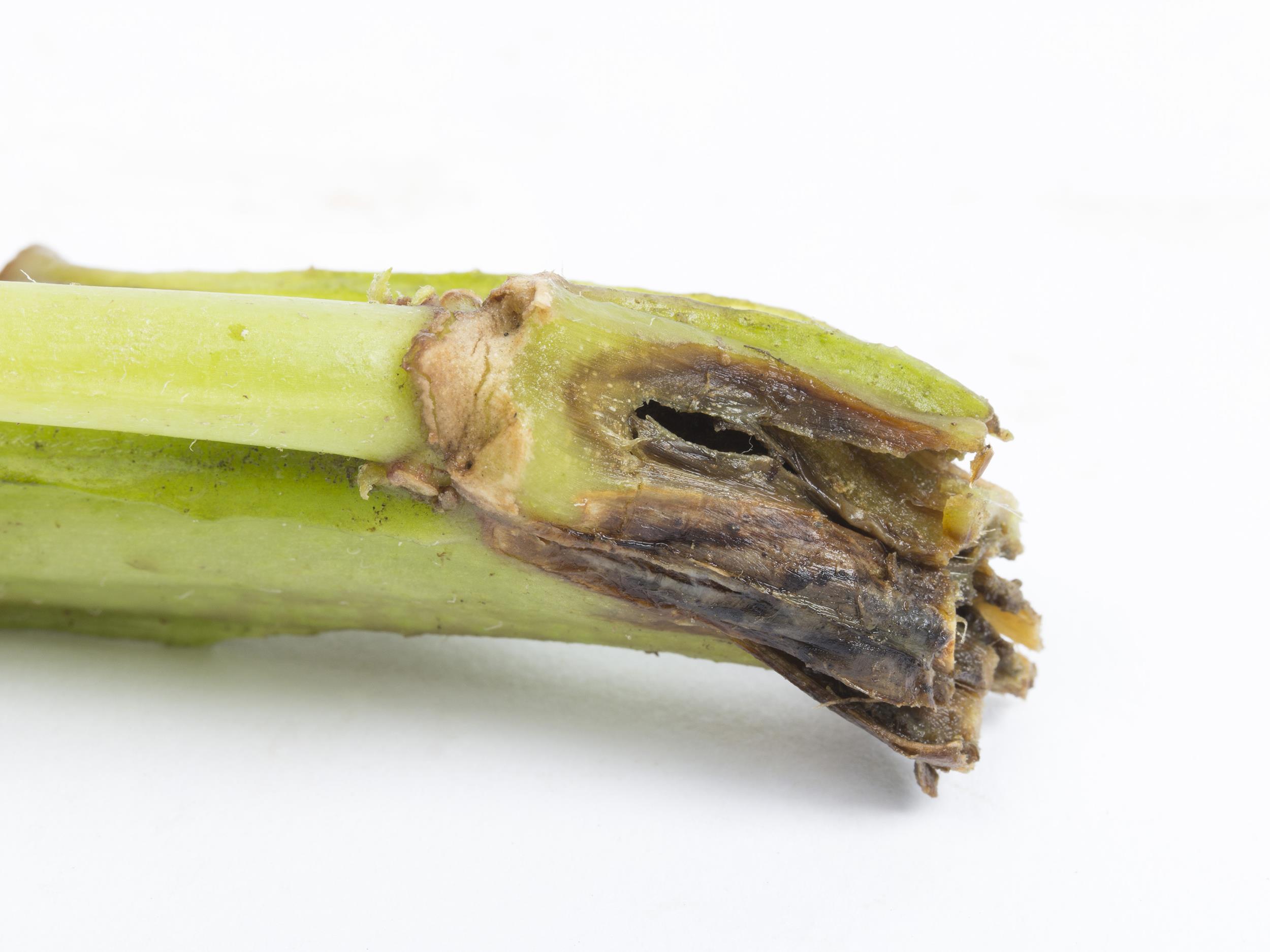 IRIIS phytoprotection - Fiche technique, Maladie Jambe noire - Pomme de ...