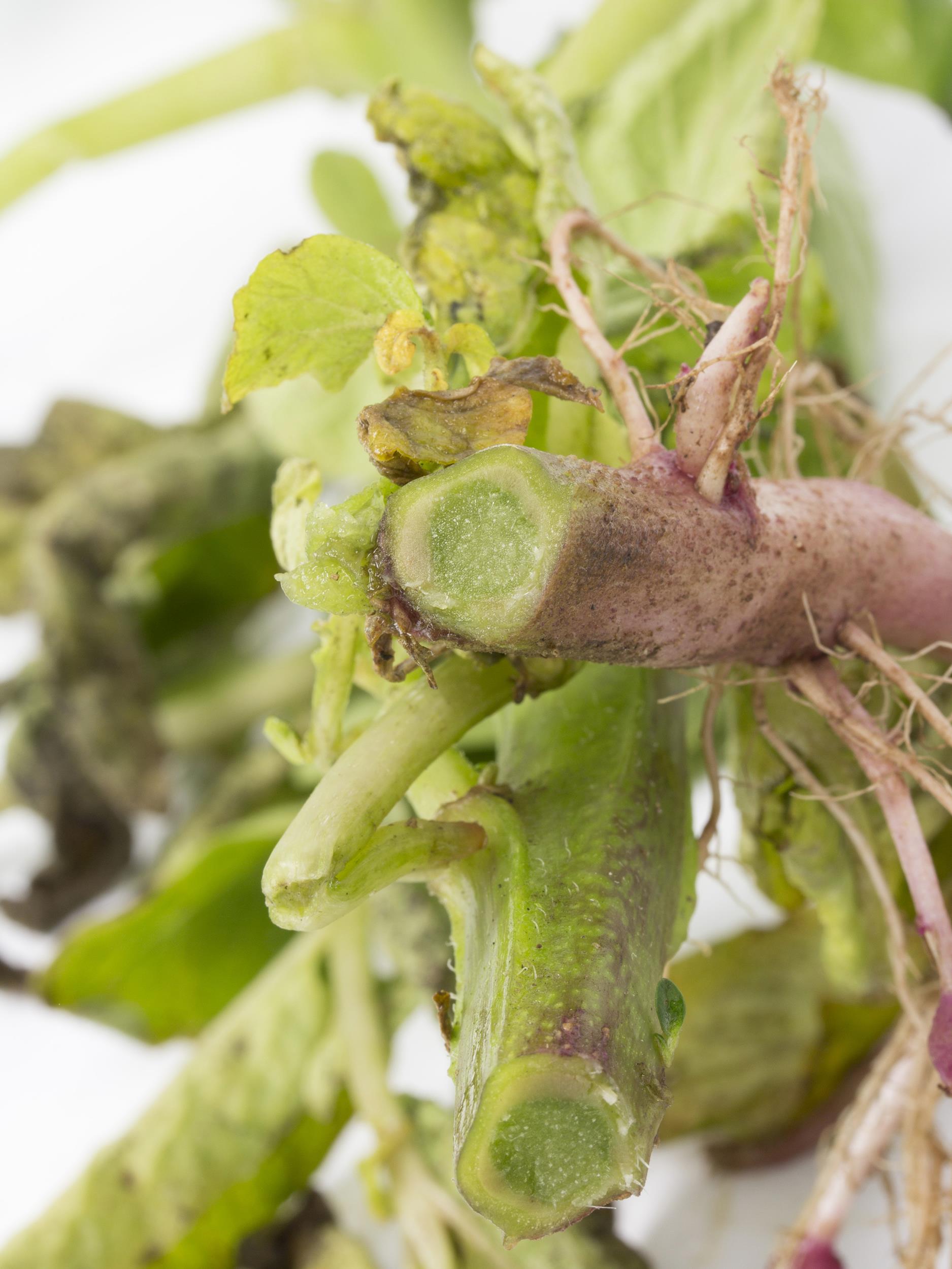 IRIIS phytoprotection - Fiche technique, Maladie Jambe noire - Pomme de ...