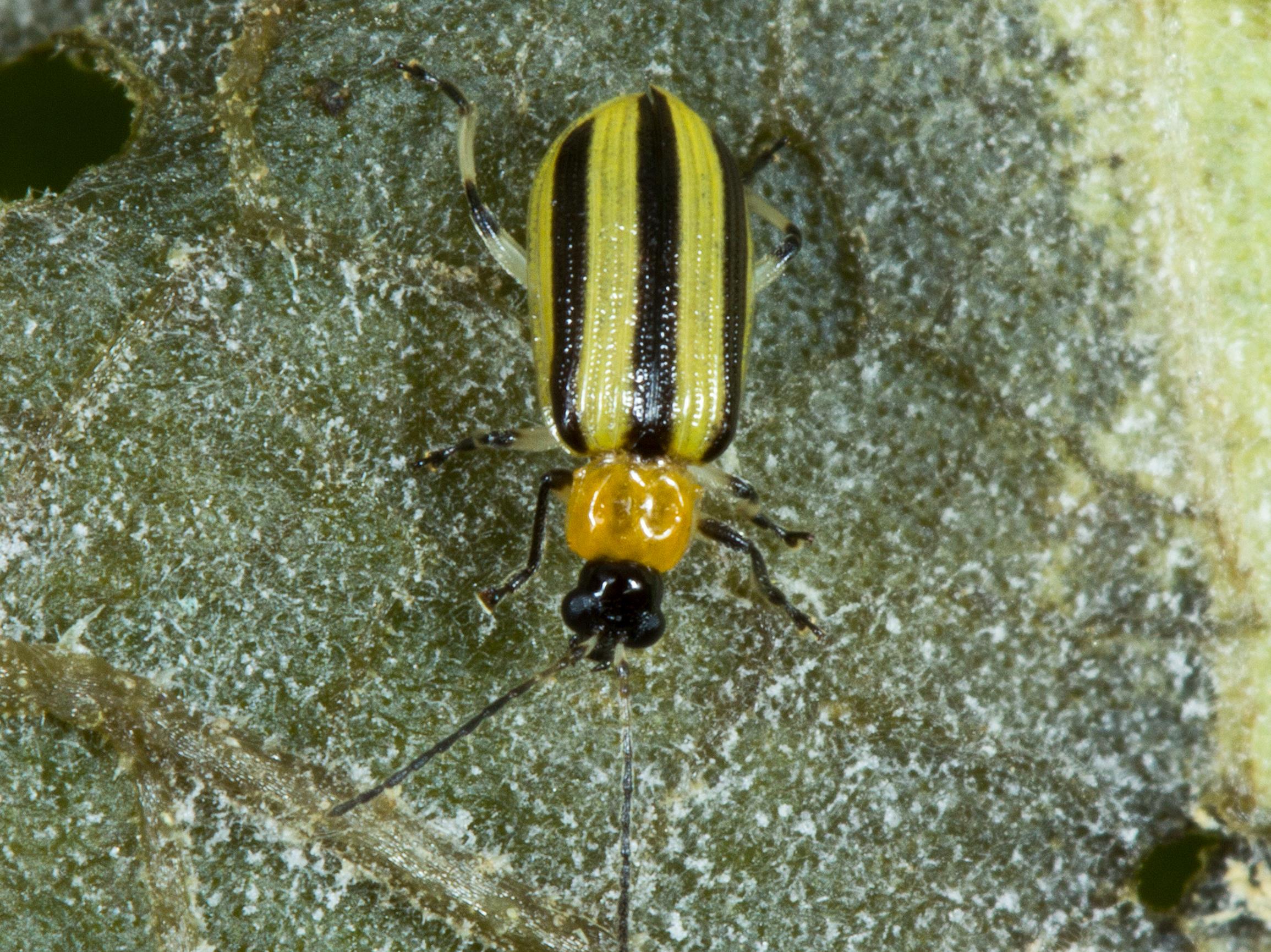 IRIIS phytoprotection - Fiche technique, Chrysomèle rayée du concombre