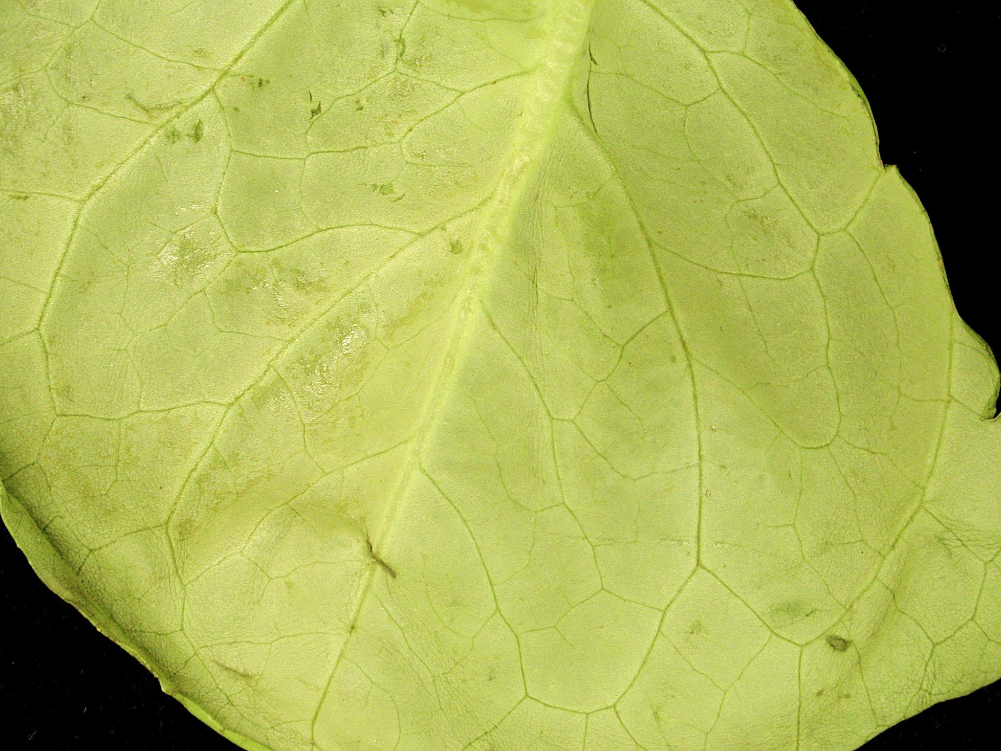 IRIIS phytoprotection - Fiche technique, Gel - Laitues