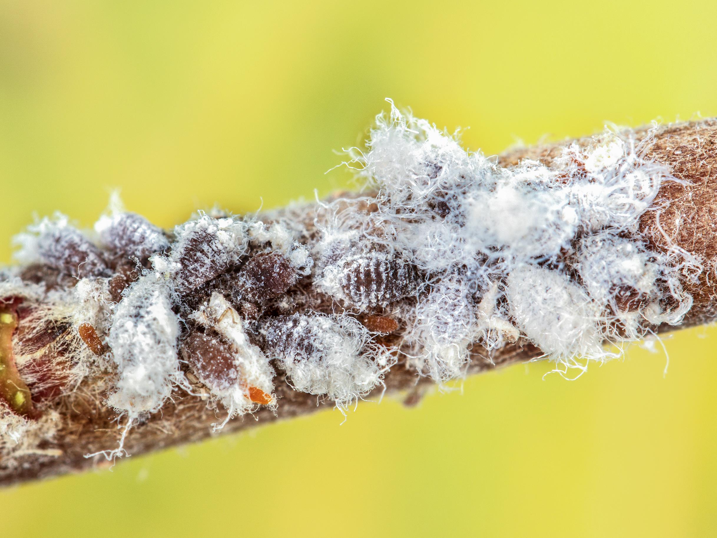 IRIIS phytoprotection - Fiche technique, Puceron lanigère du pommier