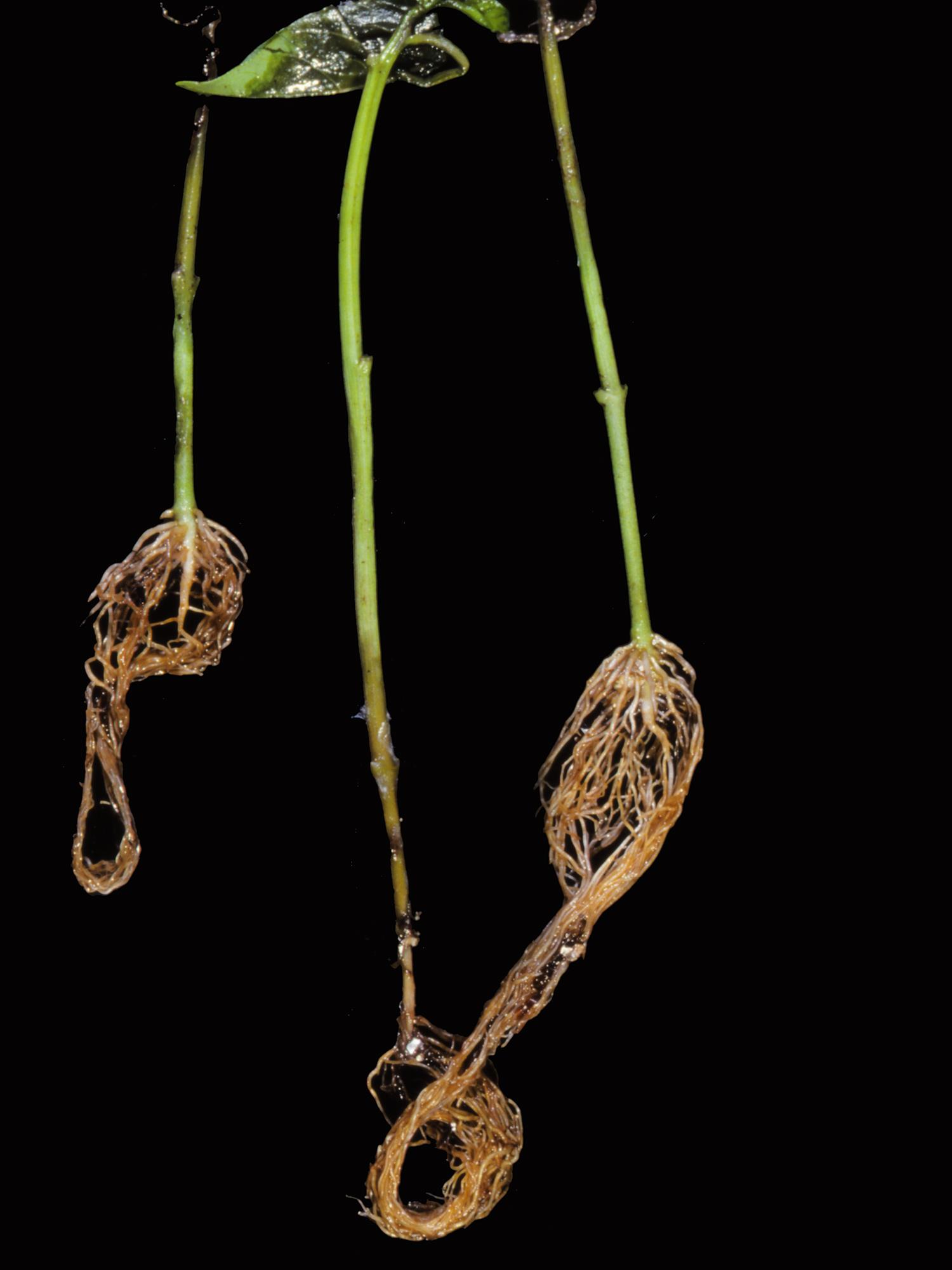 IRIIS phytoprotection - Fiche technique, Maladie Pourriture sclérotique ...