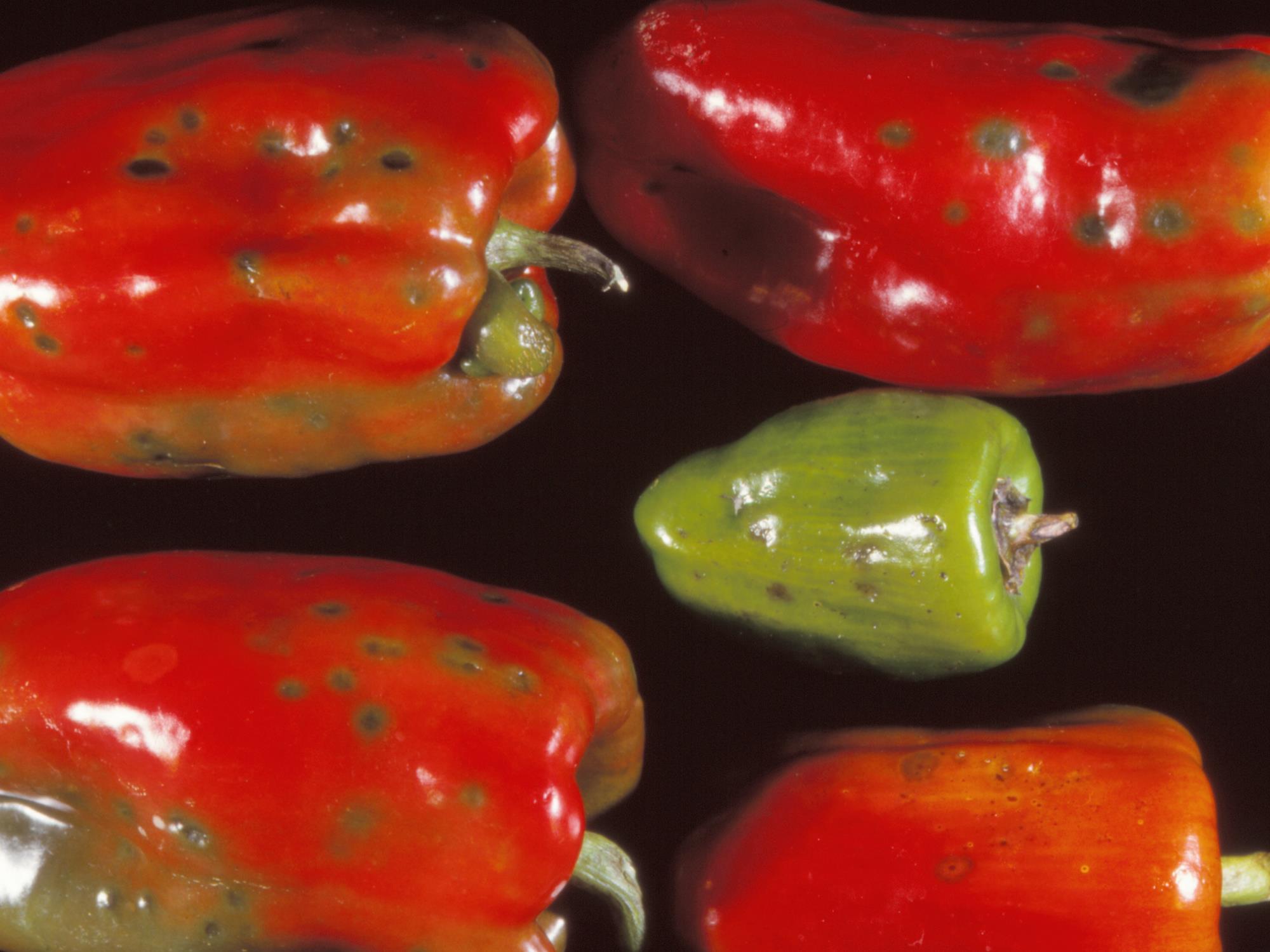 IRIIS phytoprotection - Fiche technique, Tache amère - Poivron