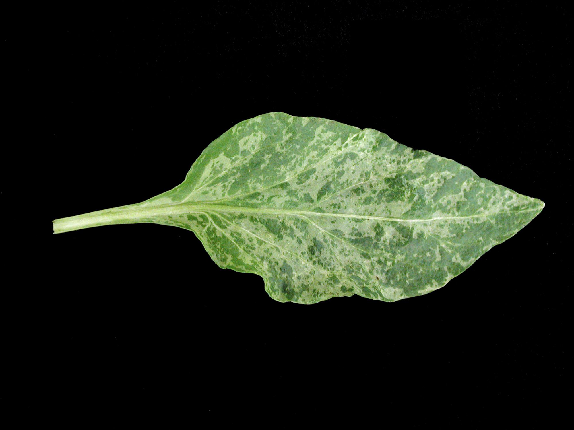 IRIIS phytoprotection - Fiche technique, Phytotoxicité - Régulateur de ...