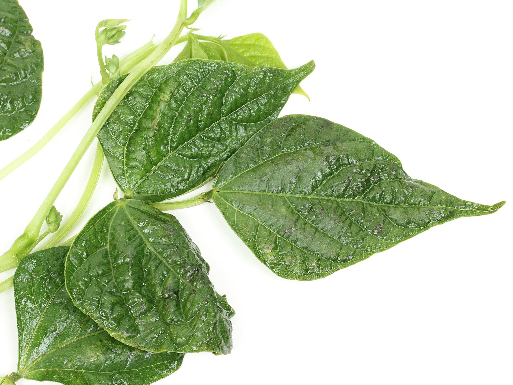 IRIIS phytoprotection - Fiche technique, Virus de la mosaïque du soja ...