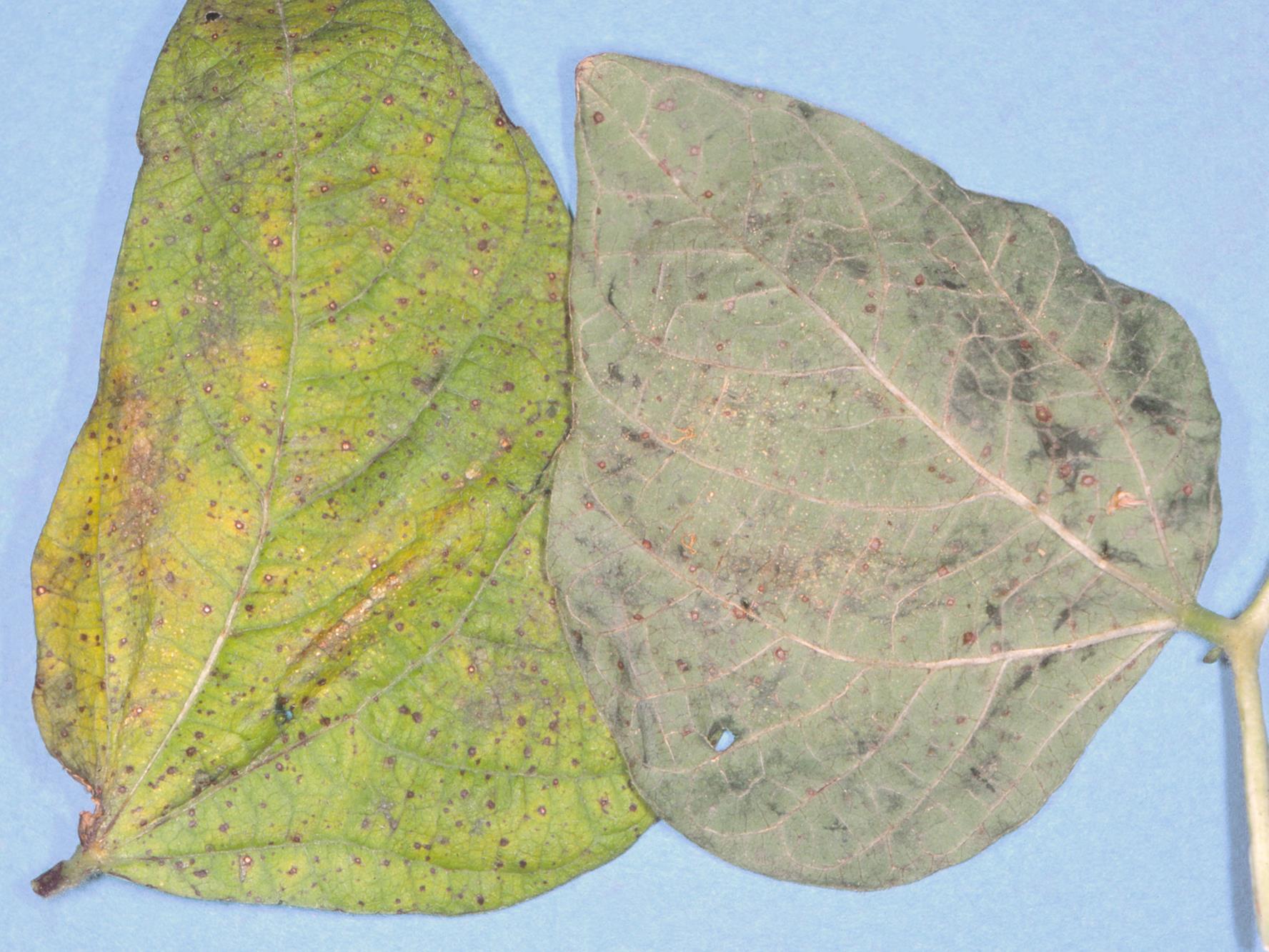 IRIIS phytoprotection - Fiche technique, Pluie forte - Haricots vert et ...