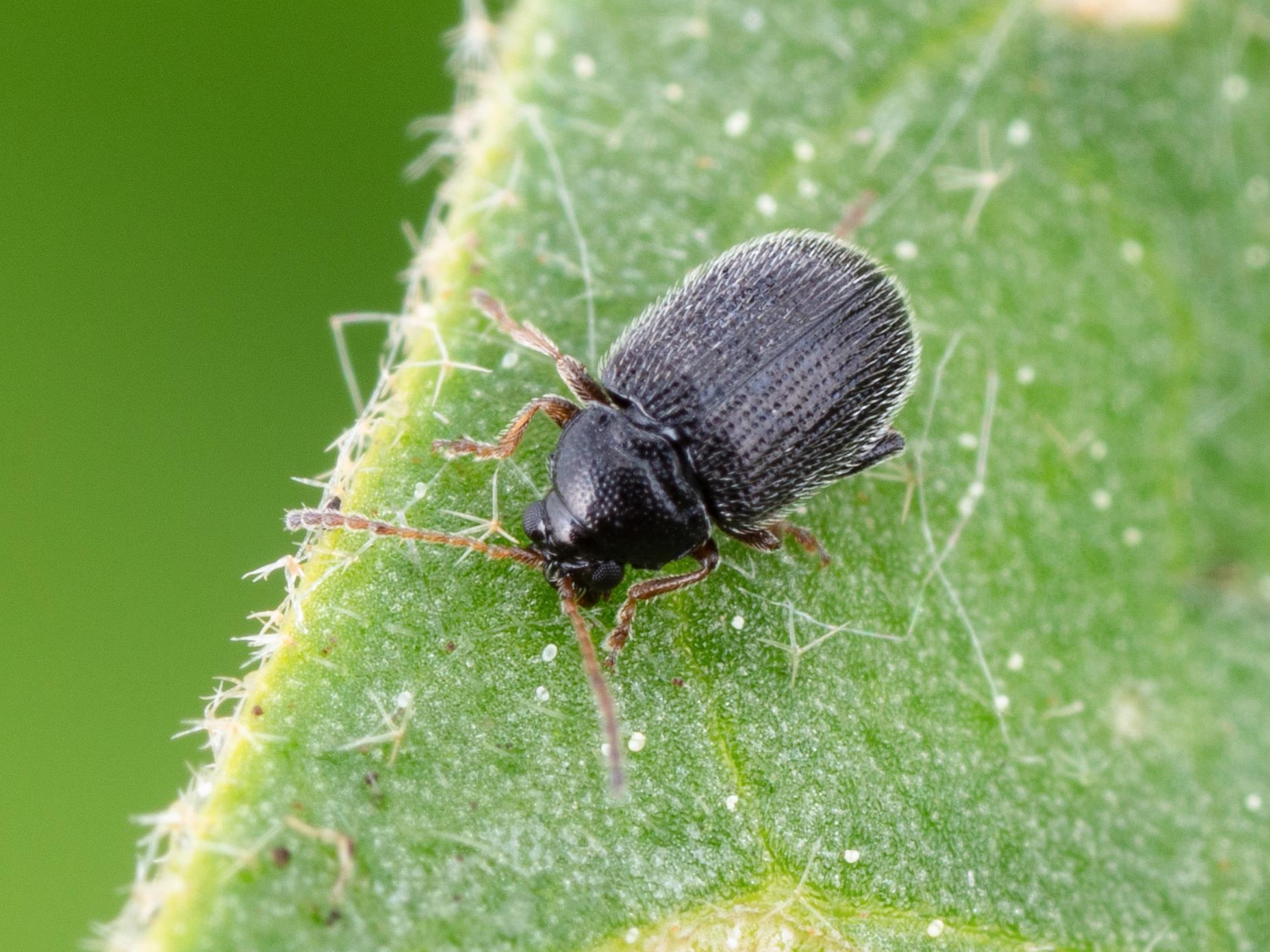 IRIIS phytoprotection - Fiche technique, Altise de la pomme de terre