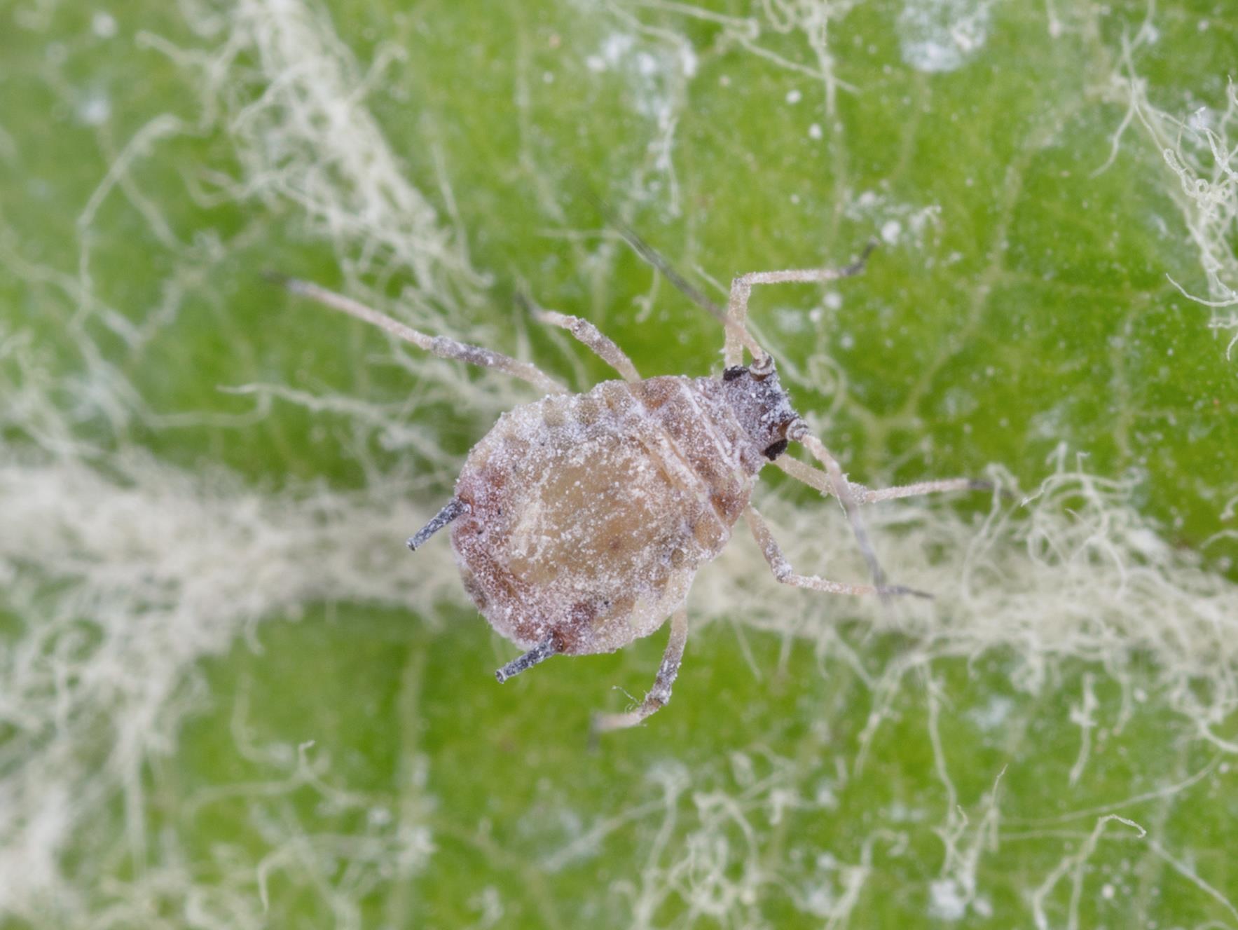 IRIIS phytoprotection - Fiche technique, Puceron rose du pommier