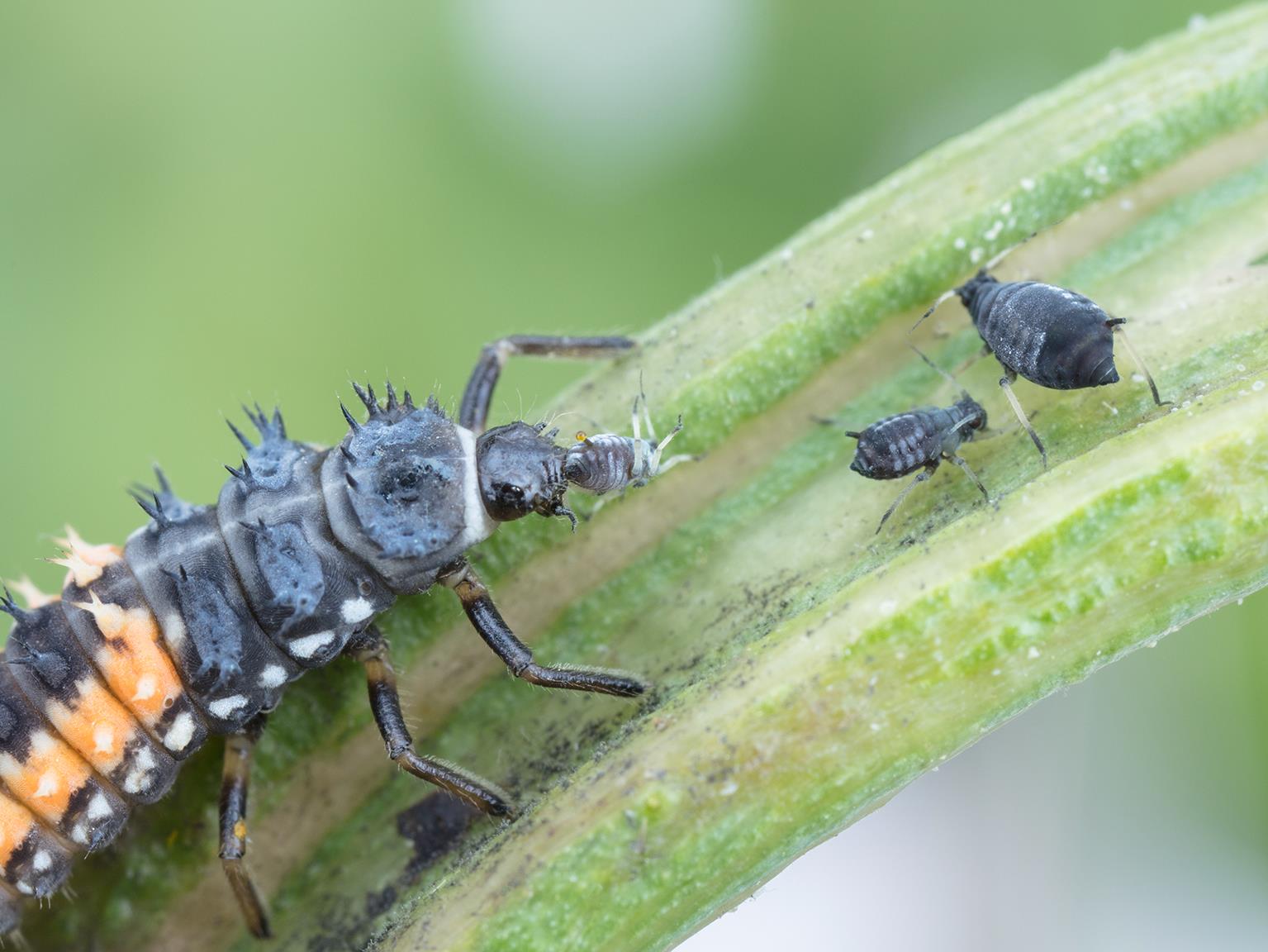 IRIIS phytoprotection - Fiche technique, Puceron noir des fèves