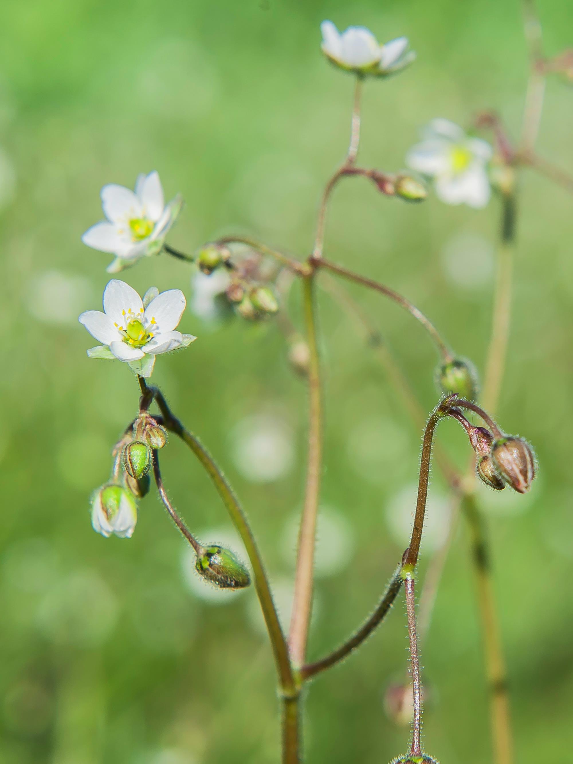IRIIS phytoprotection - Fiche technique, Spargoute des champs - Corn spurry