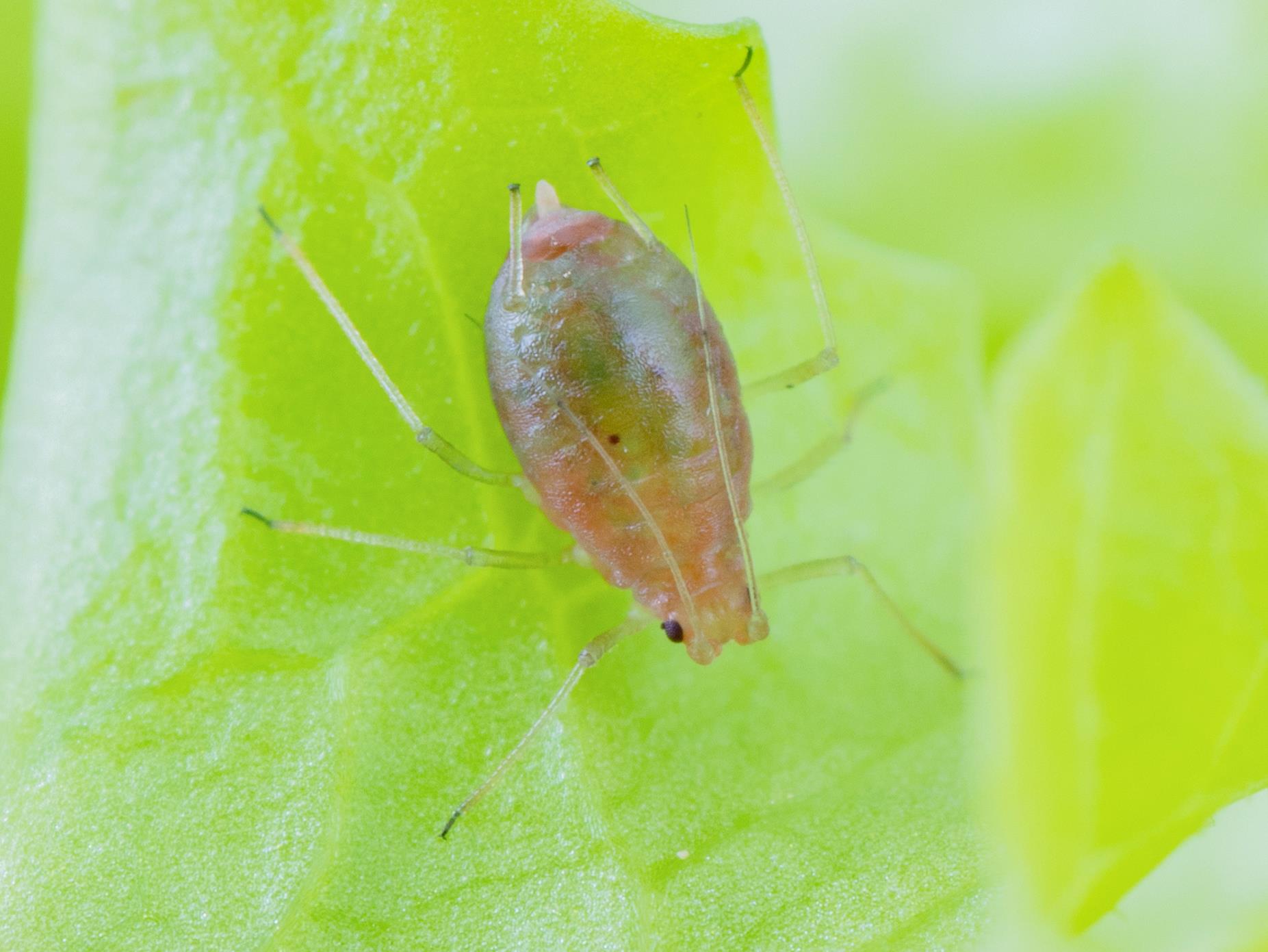 IRIIS phytoprotection - Fiche technique, Puceron vert du pêcher