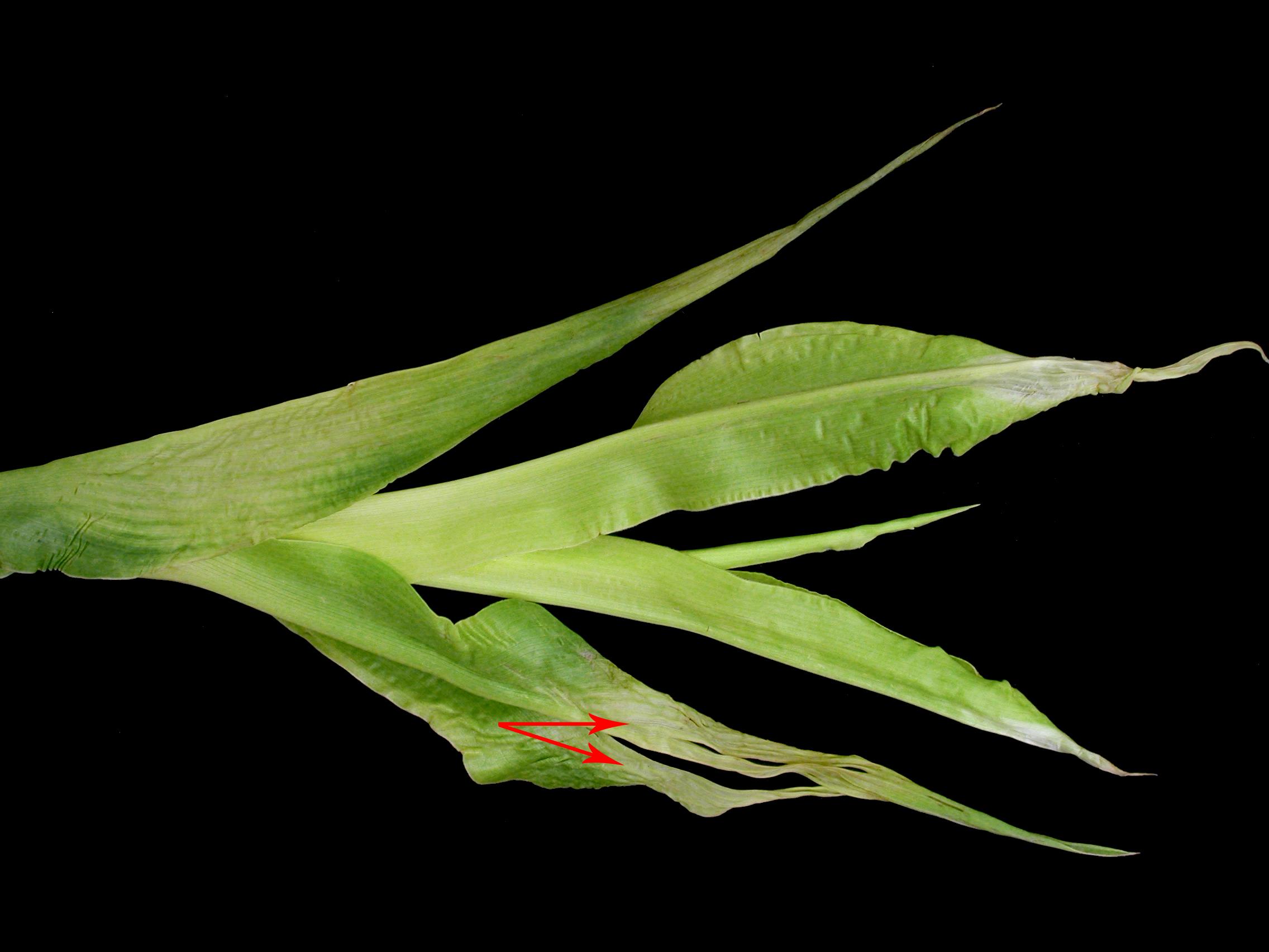 IRIIS phytoprotection - Fiche technique, Phytotoxicité - Herbicide du ...