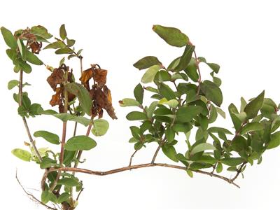 IRIIS phytoprotection - Fiche technique, Phytotoxicité - Herbicide du ...