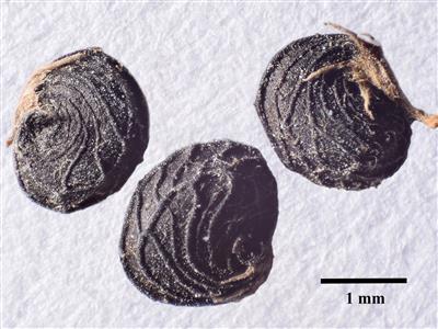 IRIIS phytoprotection - Fiche technique, Luzerne lupuline (syn ...