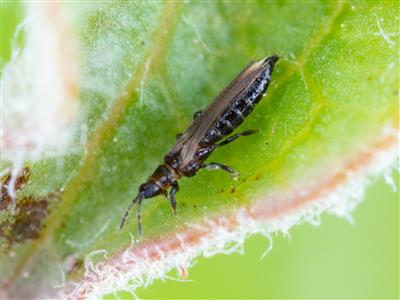 IRIIS phytoprotection - Fiche technique, Thrips du poirier
