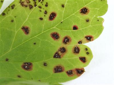 IRIIS phytoprotection - Fiche technique, Maladie Anthracnose - Groseille