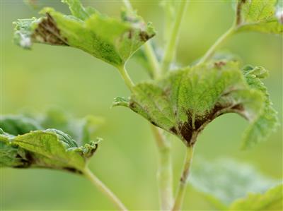 IRIIS phytoprotection - Fiche technique, Maladie Blanc (syn. Oïdium ...