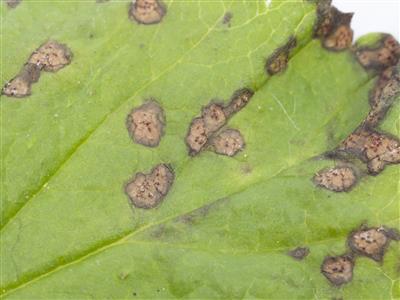 IRIIS phytoprotection - Fiche technique, Tache septorienne - Cassis