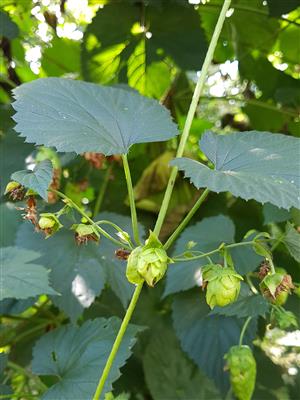 IRIIS phytoprotection - Fiche technique, Maladie Brûlure à halo (syn ...