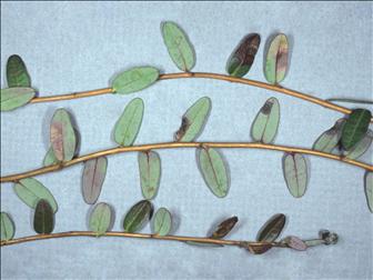 IRIIS phytoprotection - Fiche technique, Maladie Tache noire - Canneberge