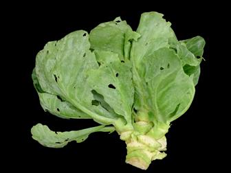 IRIIS phytoprotection - Fiche technique, Phytoplasme de la jaunisse de l'aster - Chou pommé