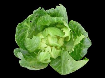 IRIIS phytoprotection - Fiche technique, Phytoplasme de la jaunisse de l'aster - Chou pommé