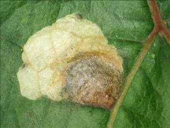 IRIIS phytoprotection - Fiche technique, Antispila ampelopsifoliella ...