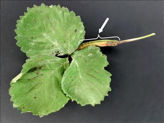 IRIIS phytoprotection - Fiche technique, Diastrophus fragariae ...