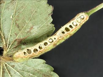 IRIIS phytoprotection - Fiche technique, Diastrophus fragariae ...