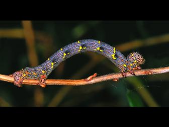 IRIIS phytoprotection - Fiche technique, Arpenteuse piquée jaune