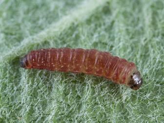 IRIIS phytoprotection - Fiche technique, Mineuse des bourgeons du pommier