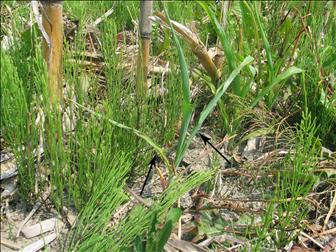 IRIIS phytoprotection - Fiche technique, Sol compact - Maïs grain et ...